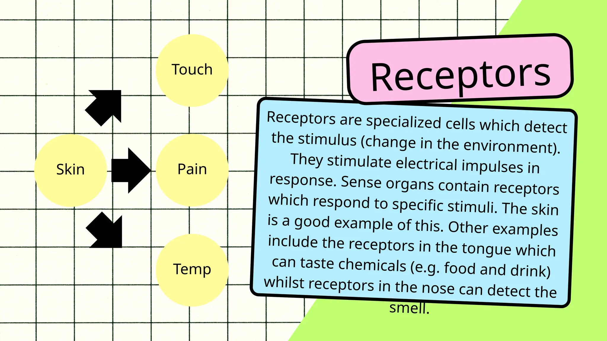 The Nervous System Biology Presentation in a Colorful Style.pptx
