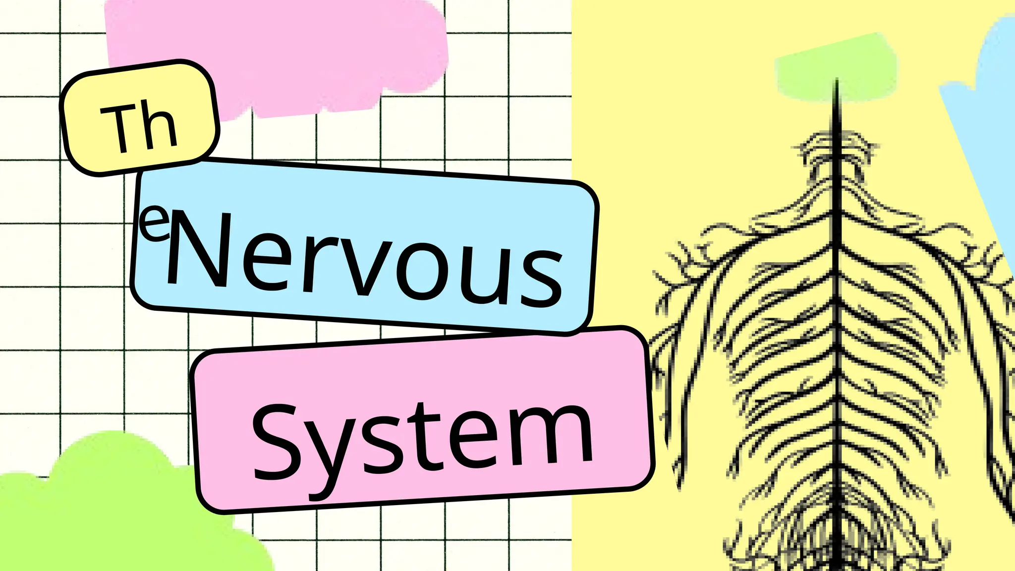 The Nervous System Biology Presentation in a Colorful Style.pptx