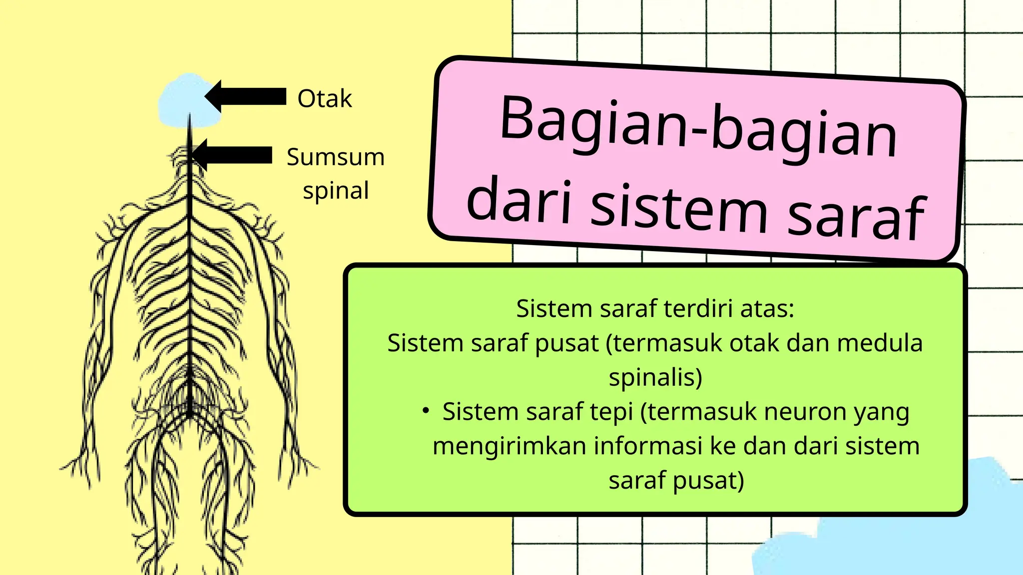 The Nervous System Biology Presentation in a Colorful Style.pptx