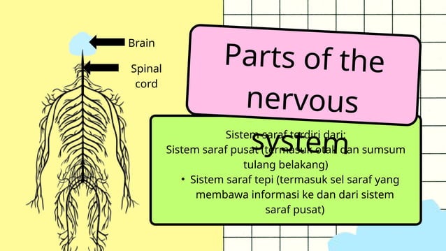 The Nervous System Biology Presentation in a Colorful Style.pptx