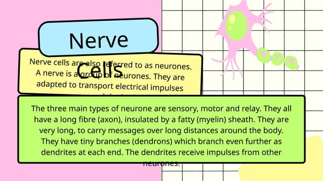 The Nervous System Biology Presentation in a Colorful Style.pptx