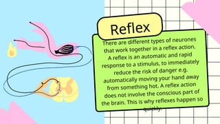The Nervous System Biology Presentation in a Colorful Style.pptx