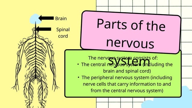 The Nervous System Biology Presentation in a Colorful Style.pptx