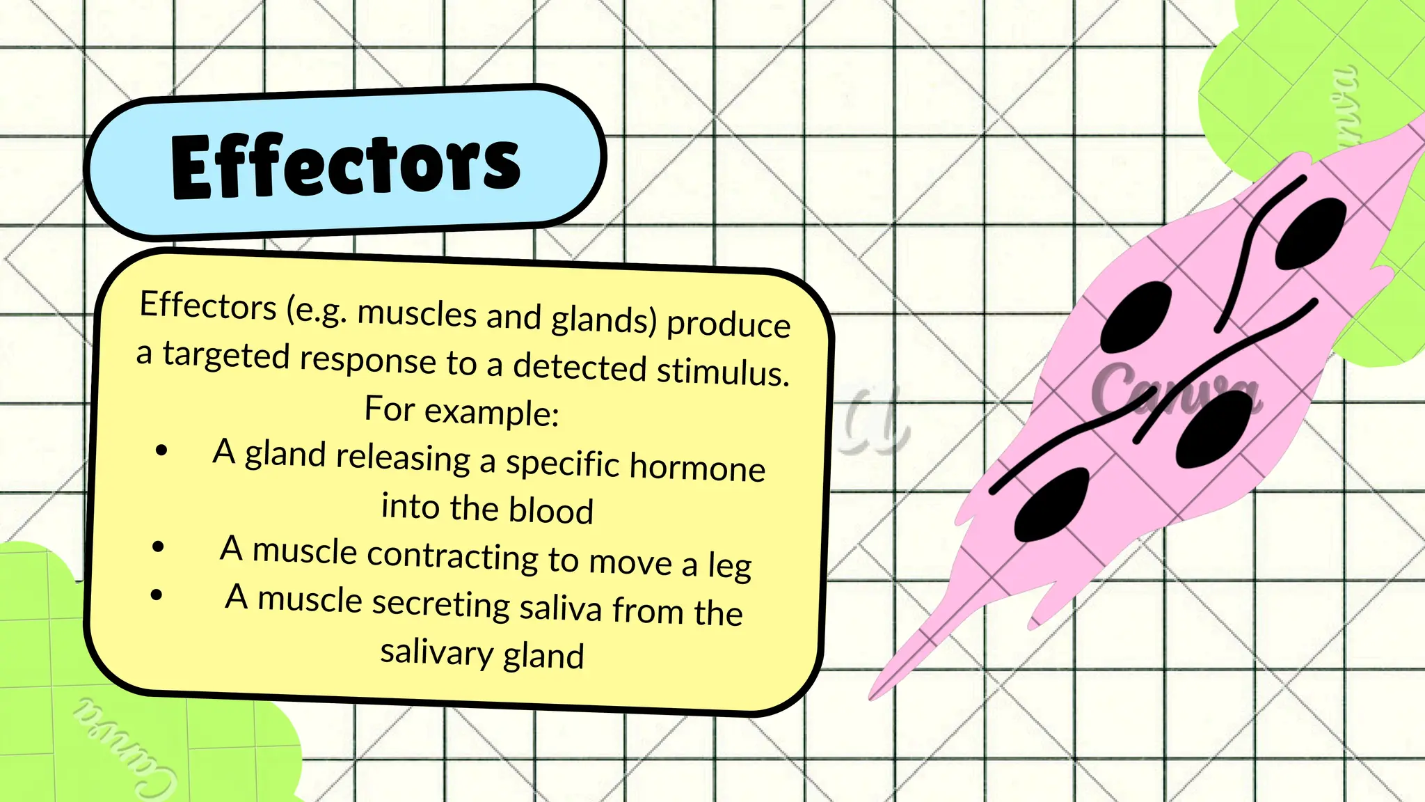 The Nervous System Presentation (Different Parts) | PDF