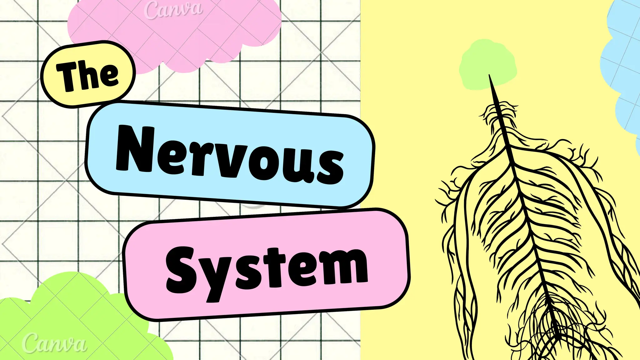 The Nervous System Presentation (Different Parts) | PDF