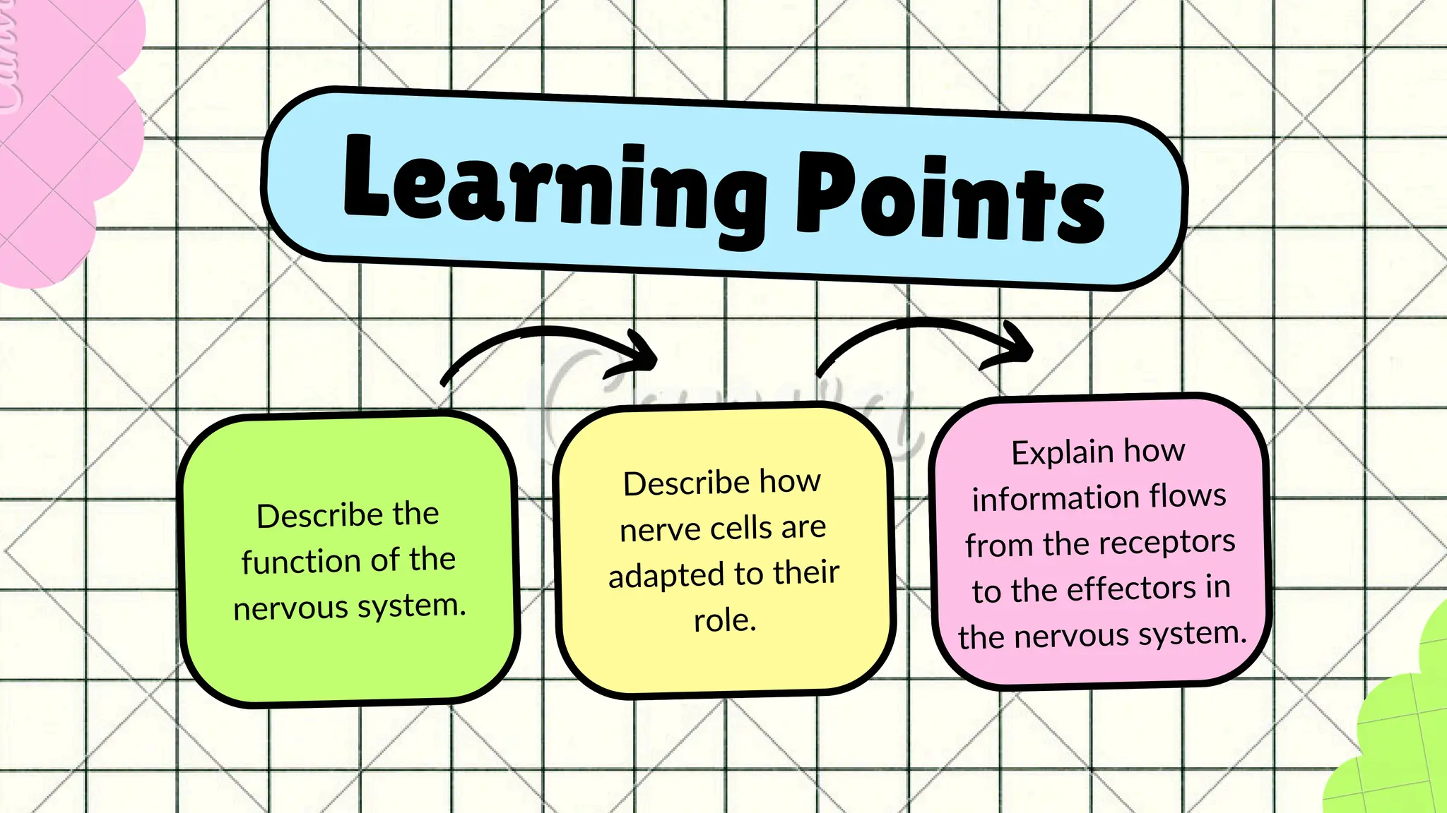 The Nervous System Presentation (Different Parts) | PDF