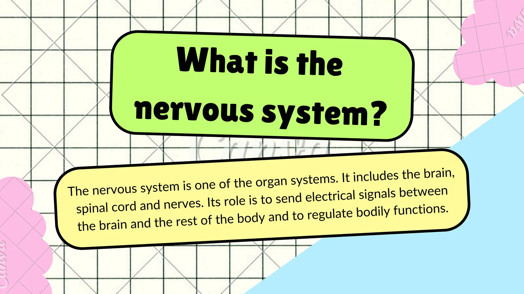 The Nervous System Presentation (Different Parts) | PDF