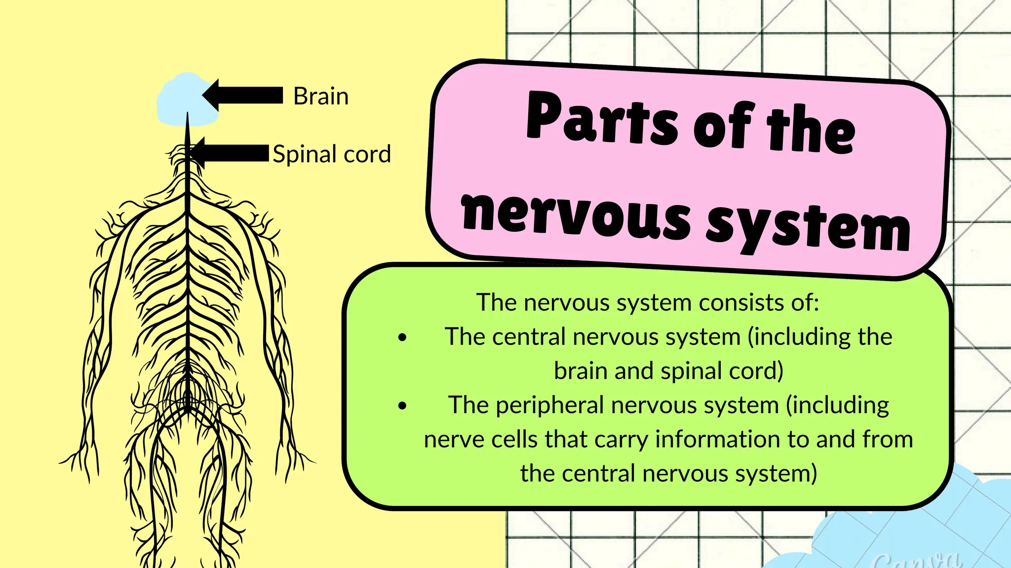 The Nervous System Presentation (Different Parts) | PDF