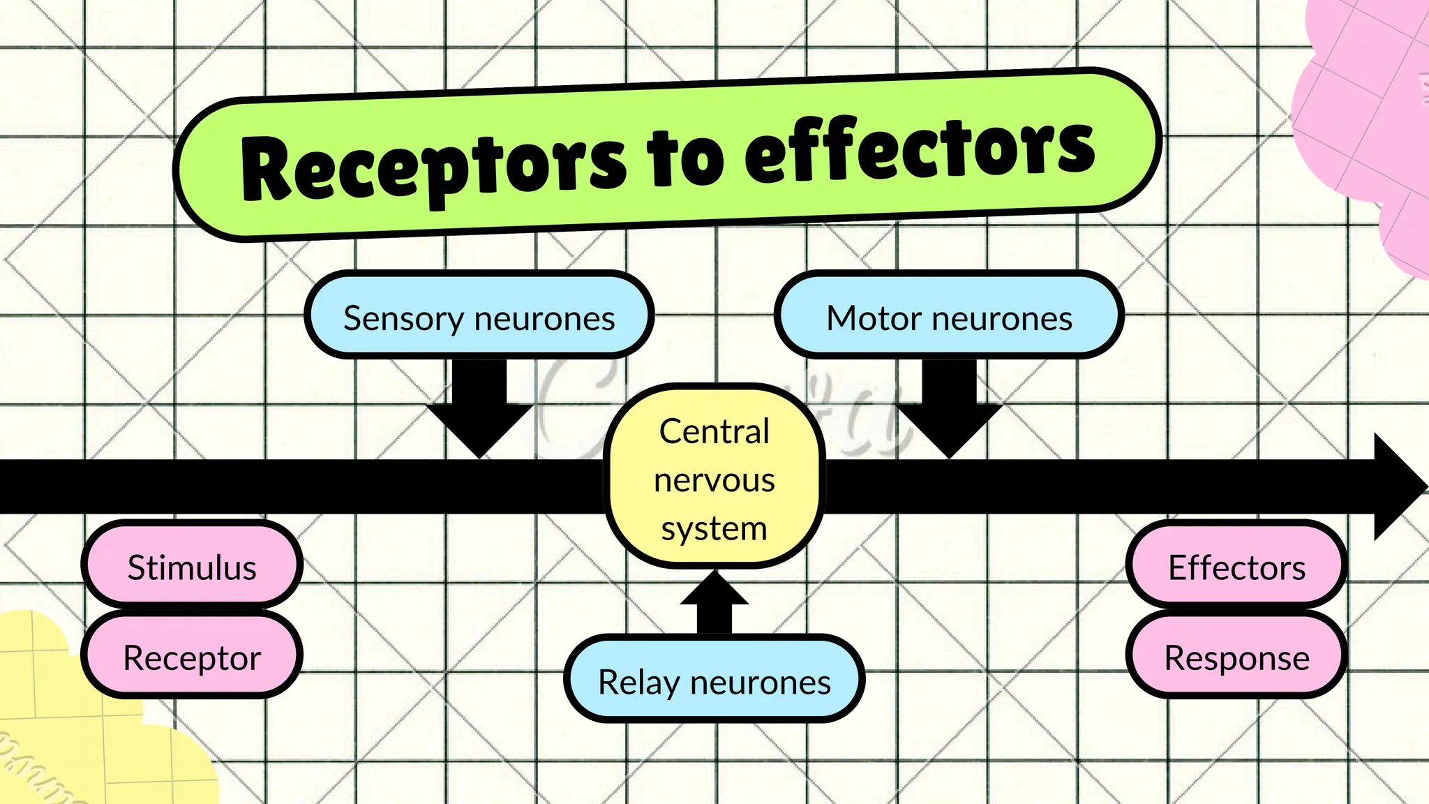 The Nervous System Presentation (Different Parts) | PDF