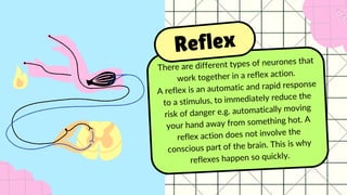 The Nervous System Presentation (Different Parts) | PDF