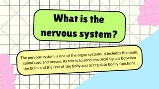 The Nervous System Presentation (Different Parts) | PDF