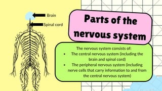 The Nervous System Presentation (Different Parts) | PPT
