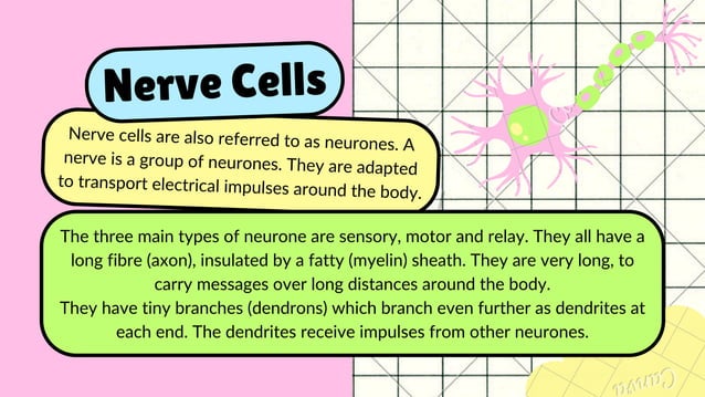 The Nervous System Presentation (Different Parts) | PDF