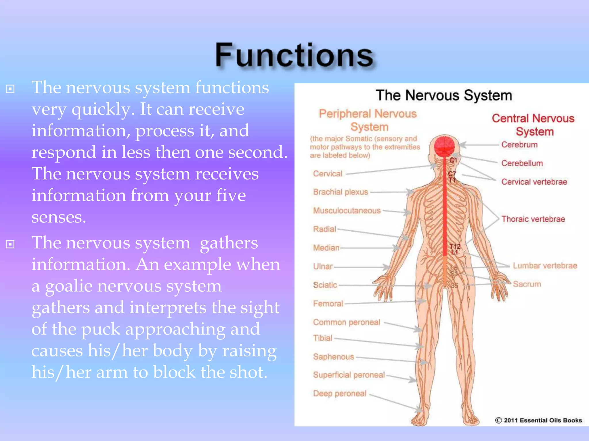 The nervous system | PPTX
