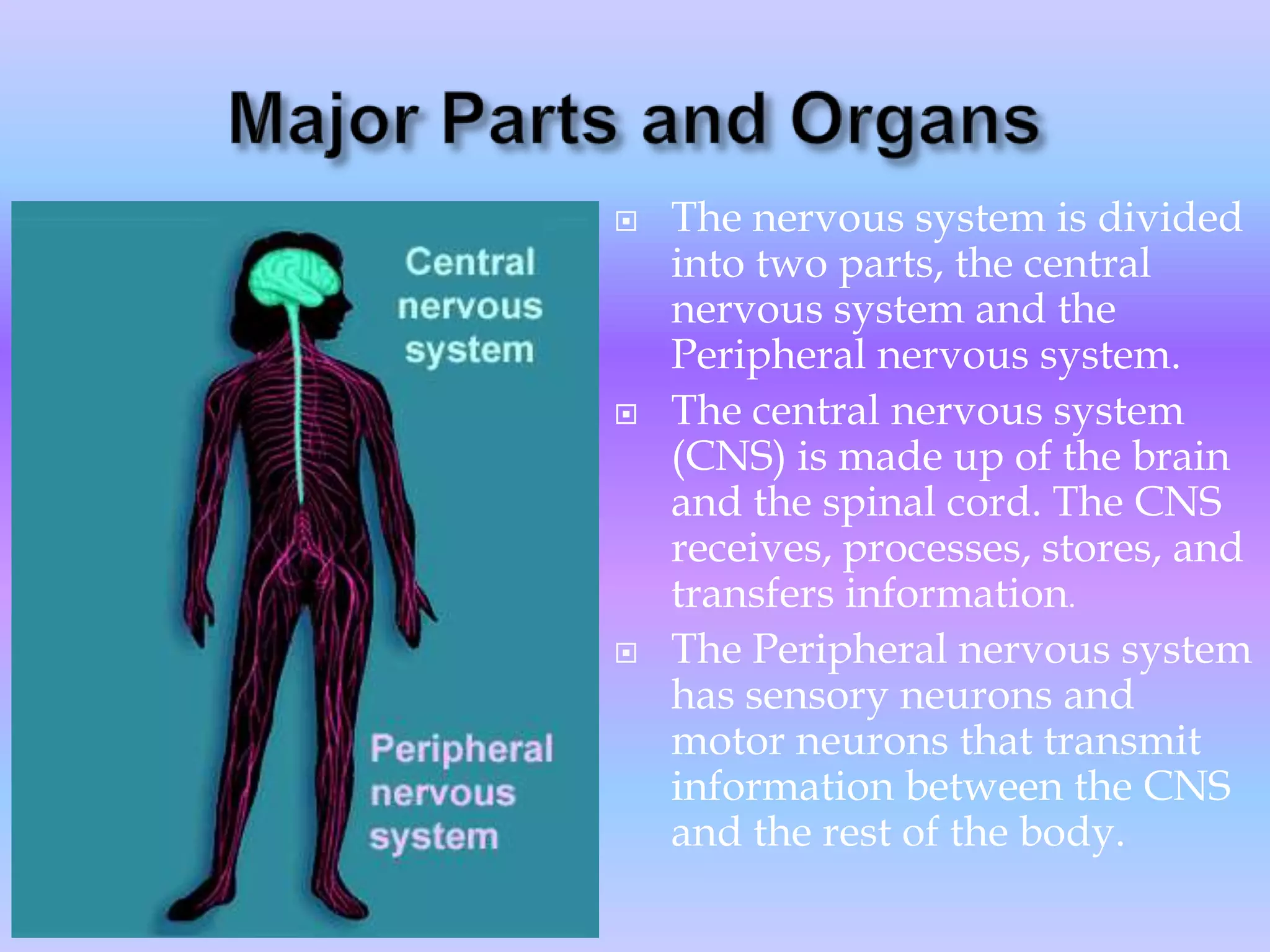 The nervous system | PPTX
