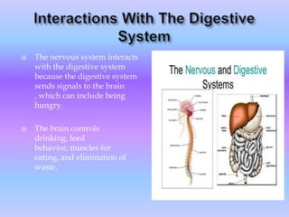 The nervous system | PPTX