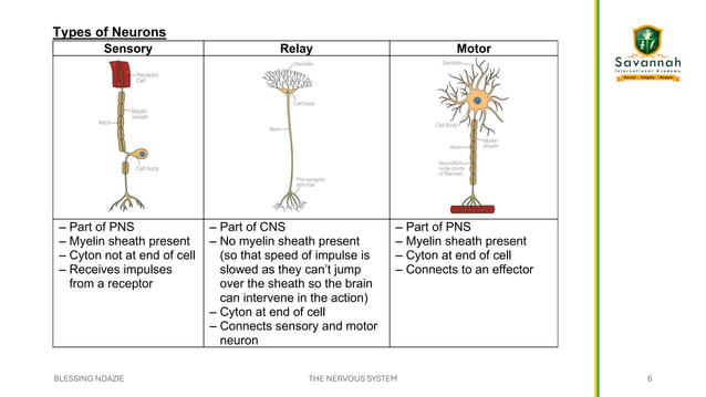 Coordination and Response: The Nervous System | IGCSE Biology | PDF