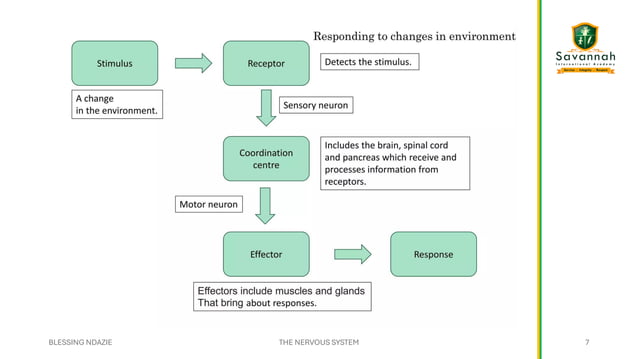 Coordination and Response: The Nervous System | IGCSE Biology | PDF