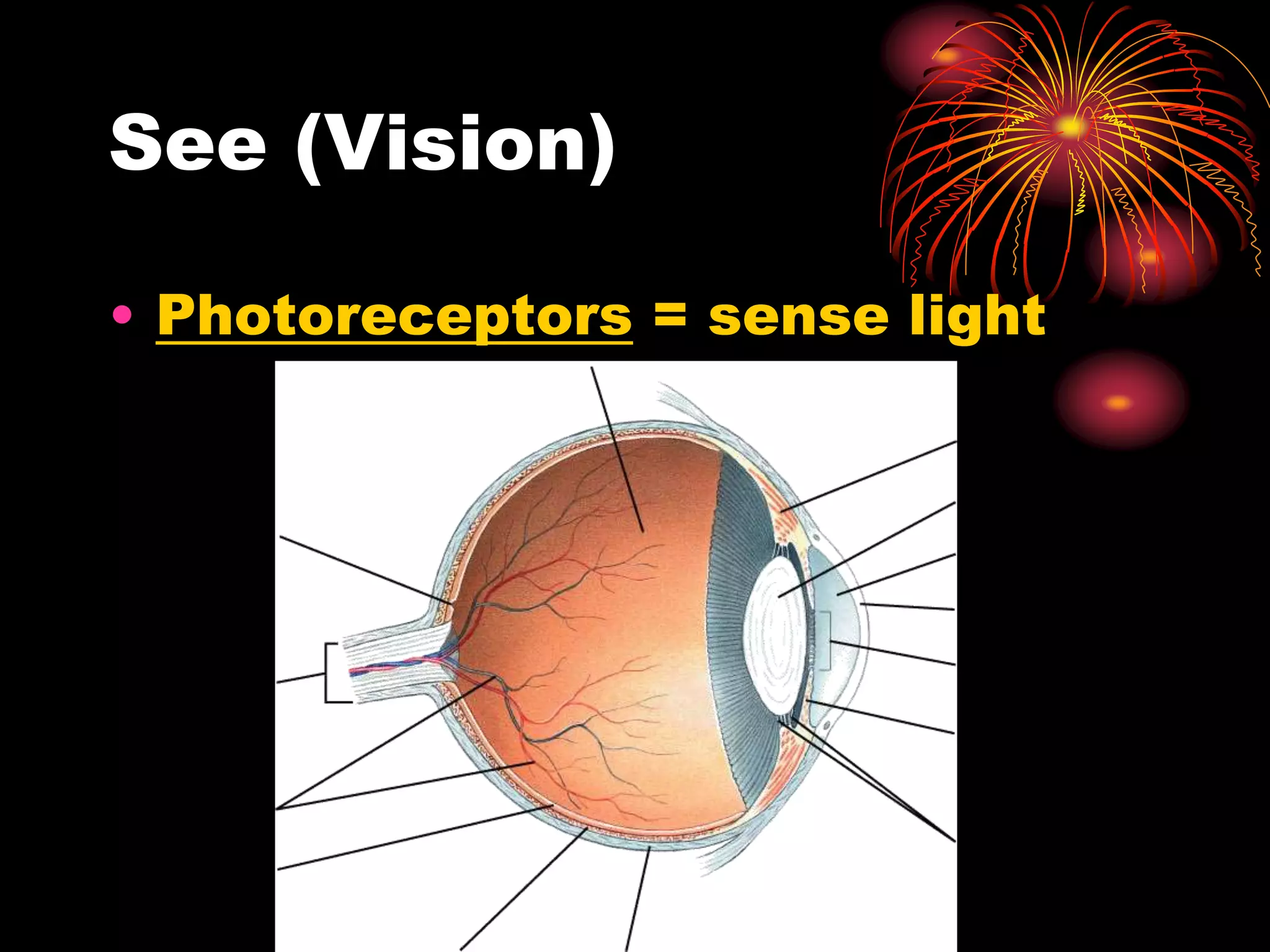 Nervous system | PPT