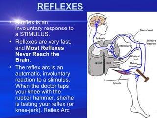 the nervous system the nervous system the nervous system | PPT