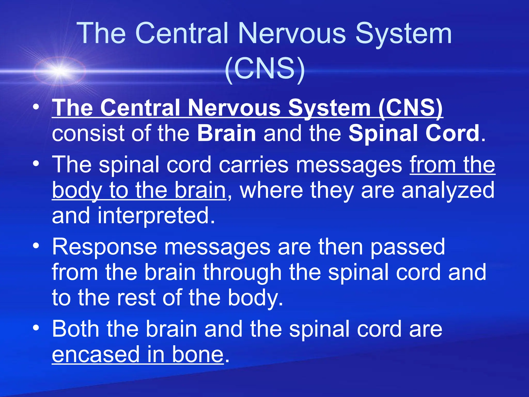 chap 3 psychologythe nervous system pp.ppt
