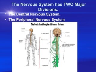 chap 3 psychologythe nervous system pp.ppt