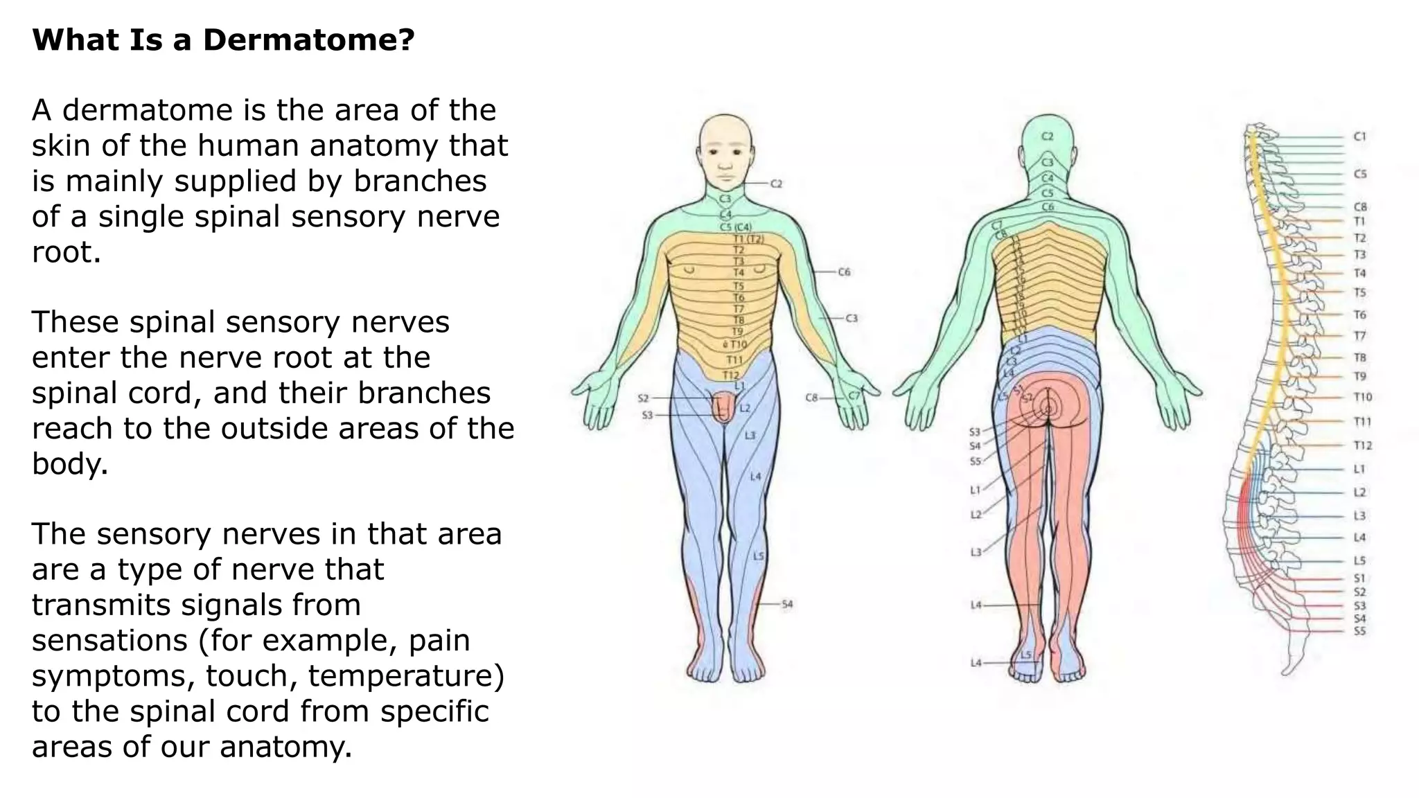 The Nervous SystemPPT.pptx