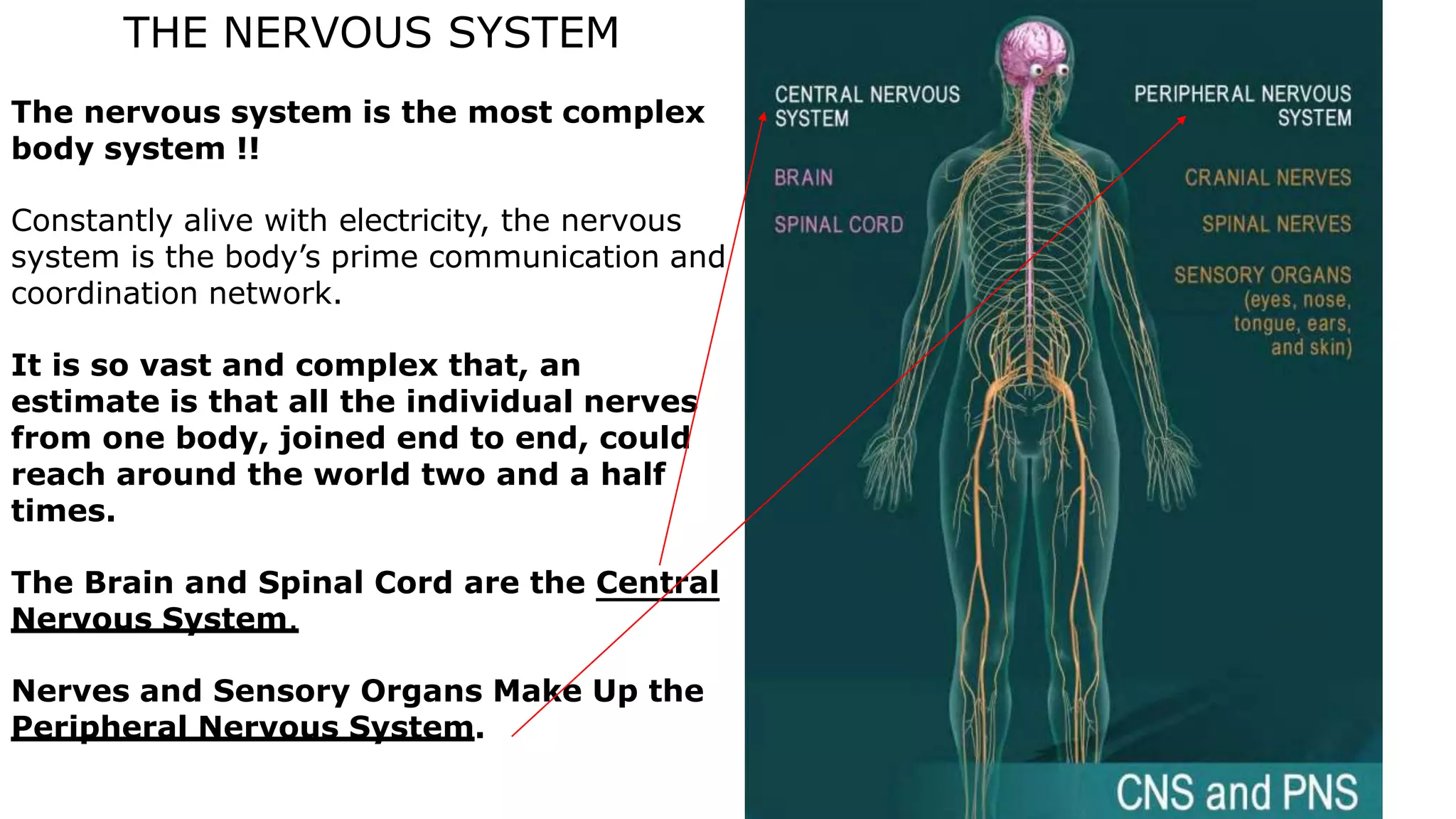 The Nervous SystemPPT.pptx
