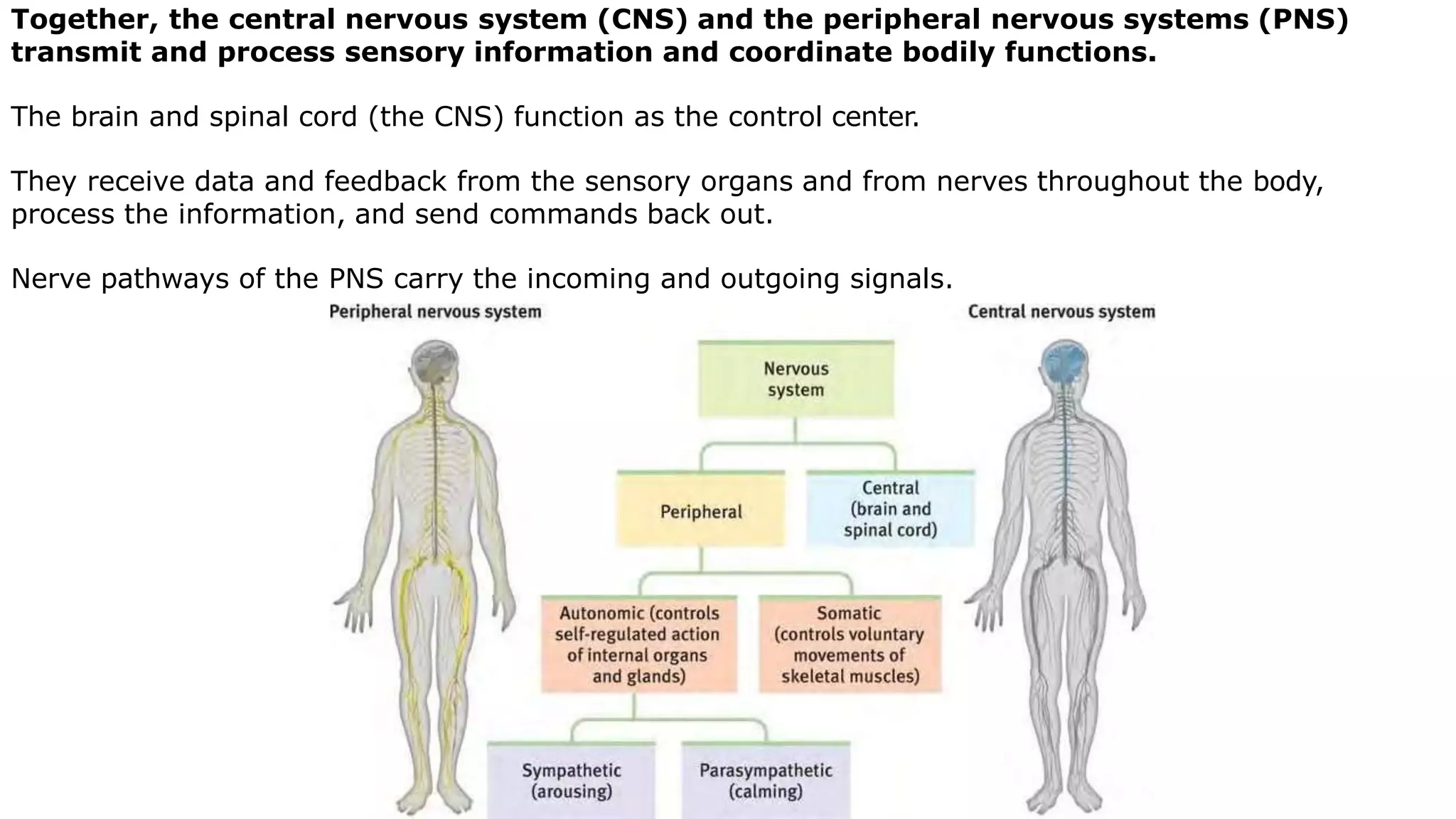 The Nervous SystemPPT.pptx