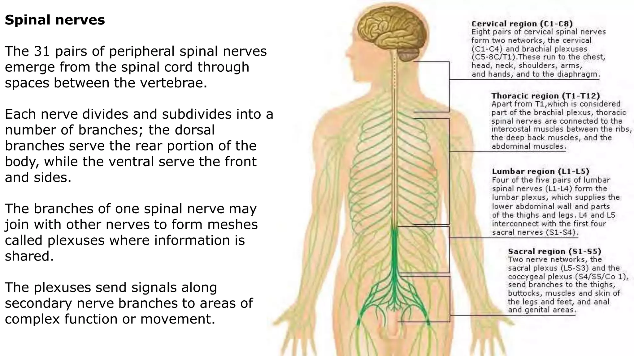 The Nervous SystemPPT.pptx