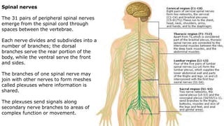 The Nervous SystemPPT.pptx