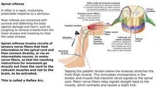 The Nervous SystemPPT.pptx