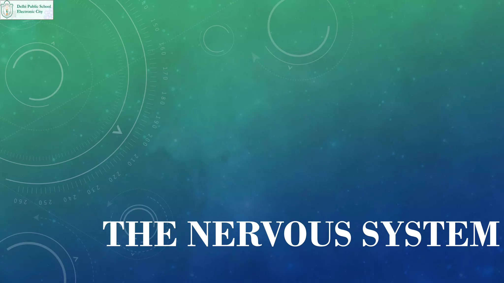 The Nervous System PPT.pdf