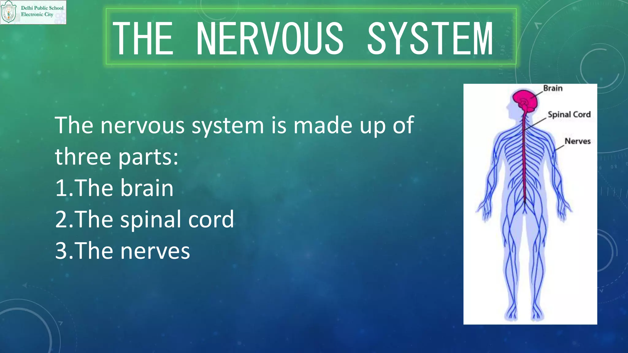 The Nervous System PPT.pdf