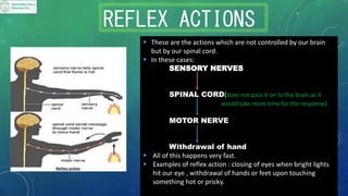 The Nervous System PPT.pdf