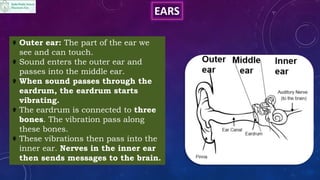 The Nervous System PPT.pdf