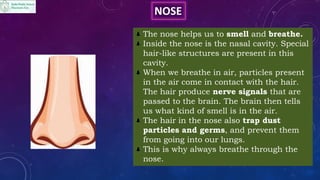 The Nervous System PPT.pdf