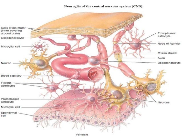 Nerve Tissue Seer Training