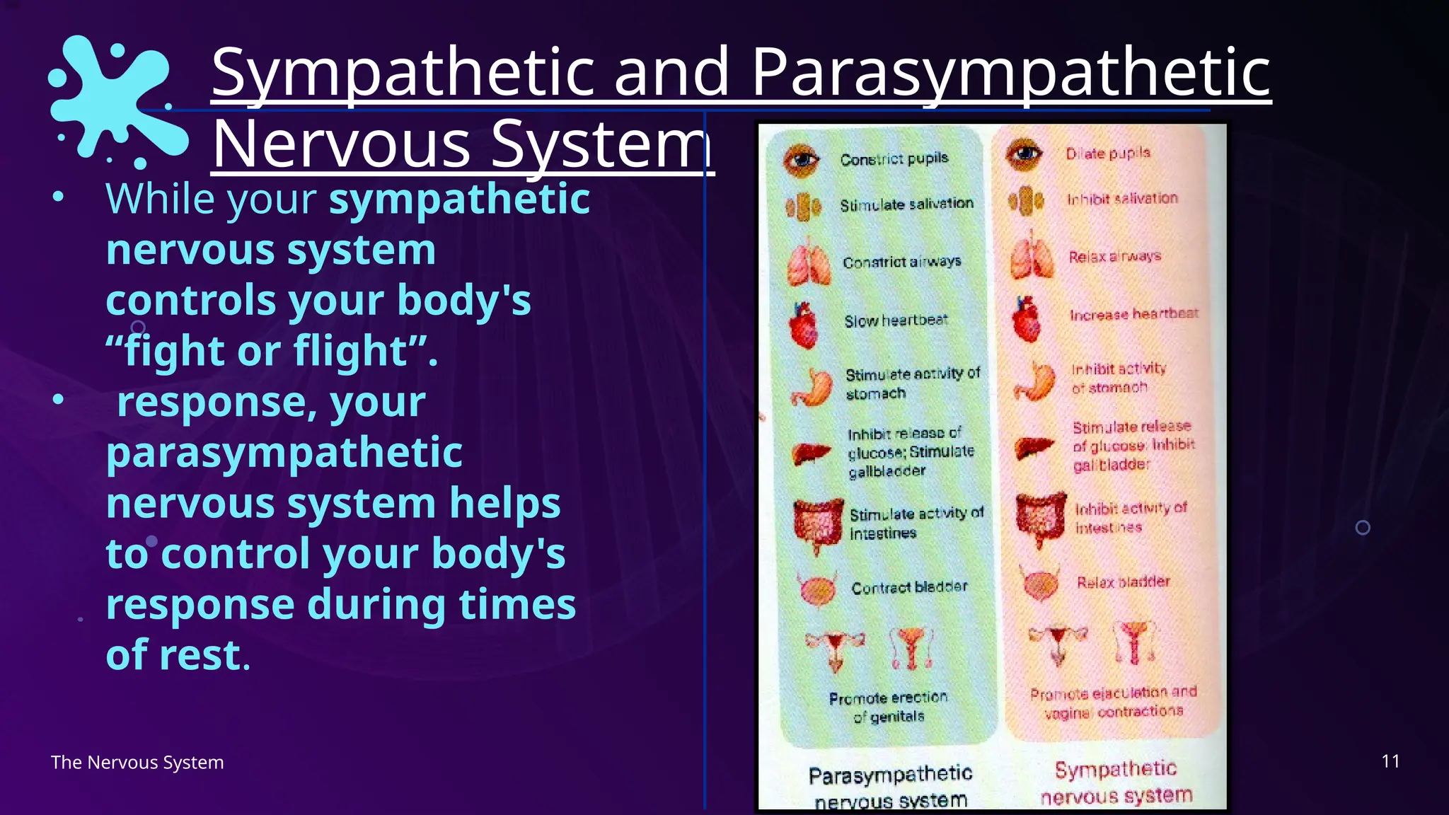 THE NERVOUS SYSTEM (school presentation) -- by deepak.pptx