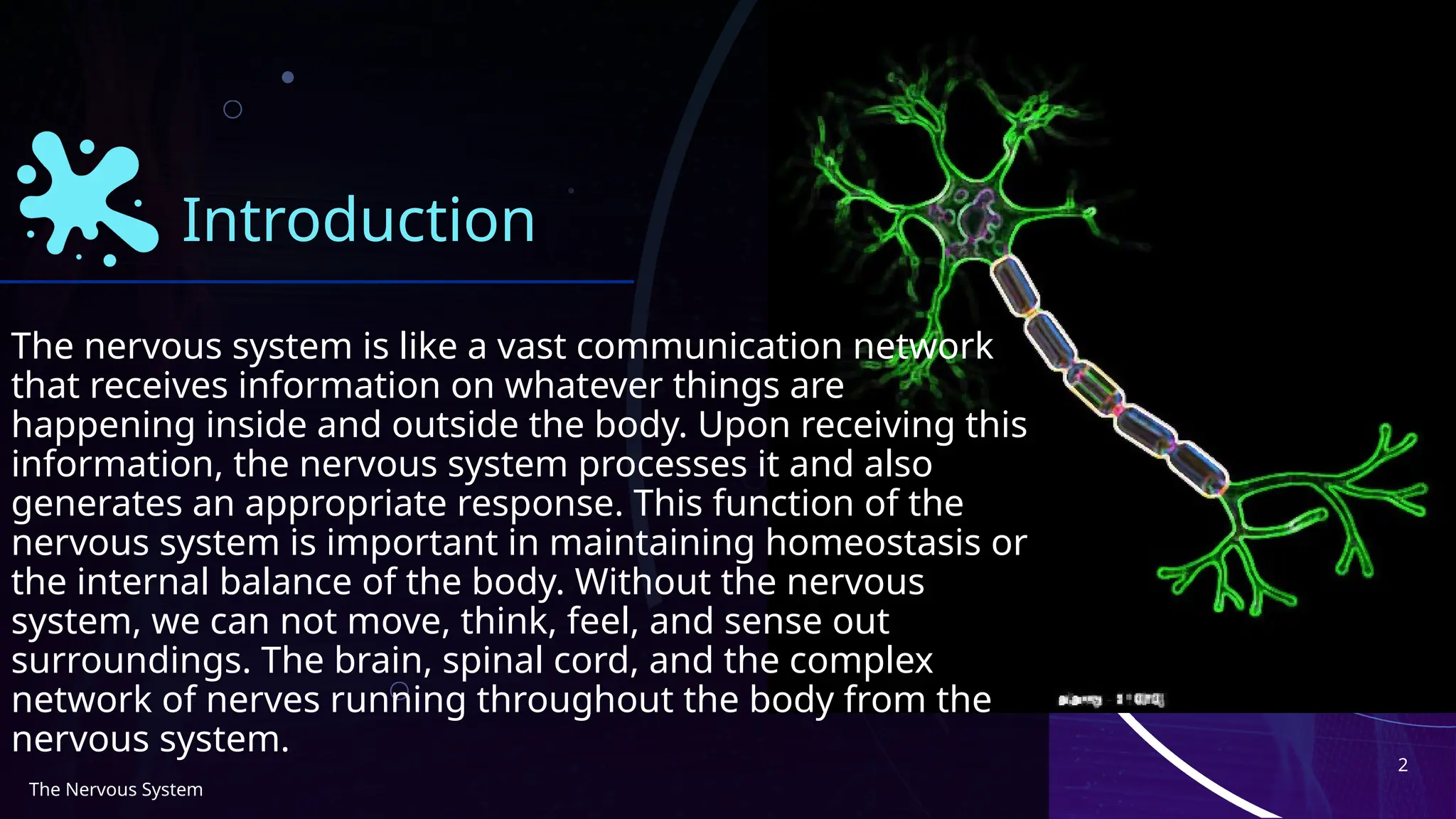 THE NERVOUS SYSTEM (school presentation) -- by deepak.pptx