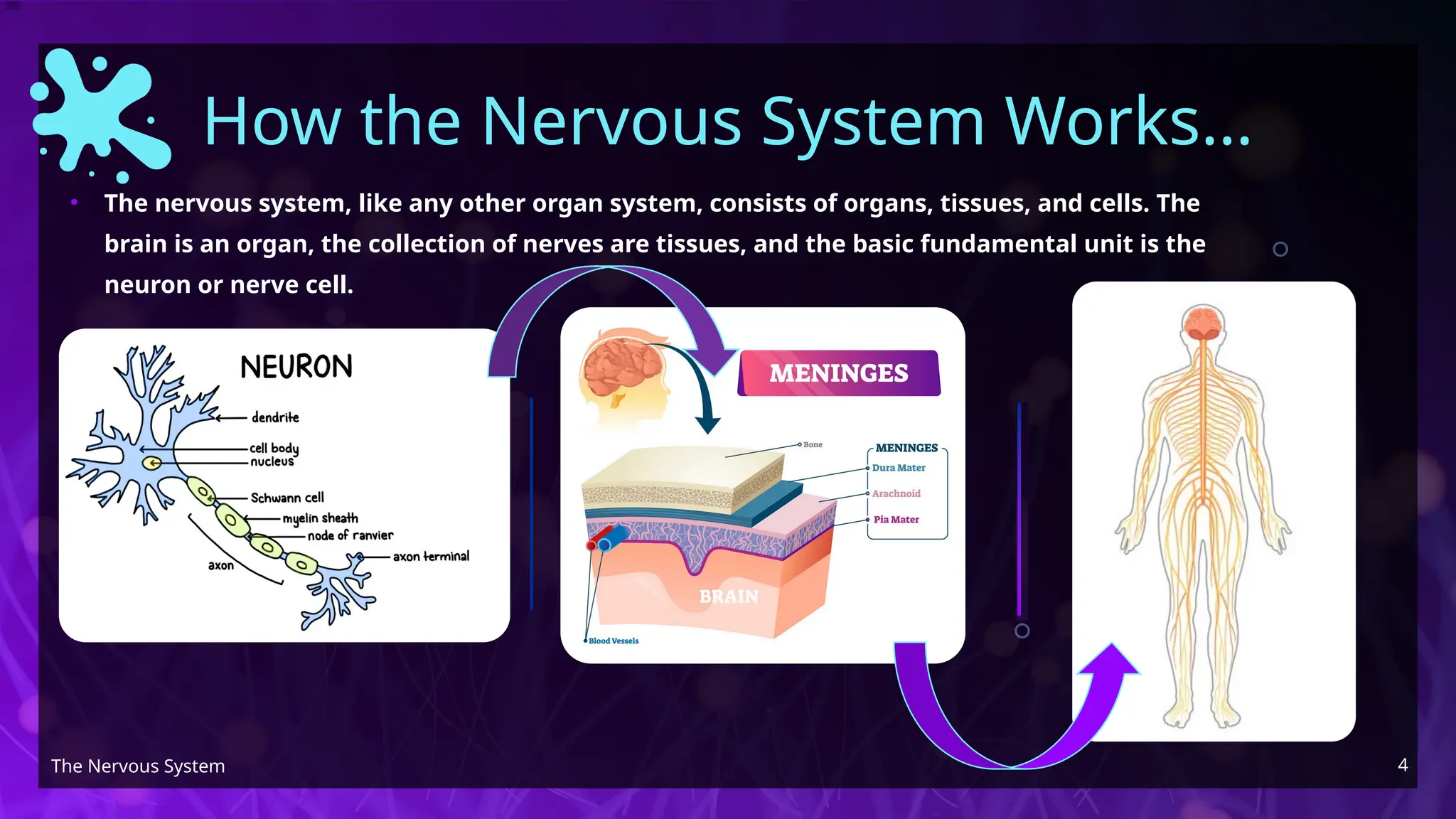 THE NERVOUS SYSTEM (school presentation) -- by deepak.pptx