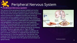 THE NERVOUS SYSTEM (school presentation) -- by deepak.pptx