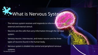 THE NERVOUS SYSTEM (school presentation) -- by deepak.pptx