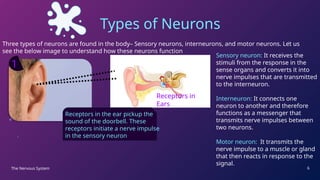 THE NERVOUS SYSTEM (school presentation) -- by deepak.pptx