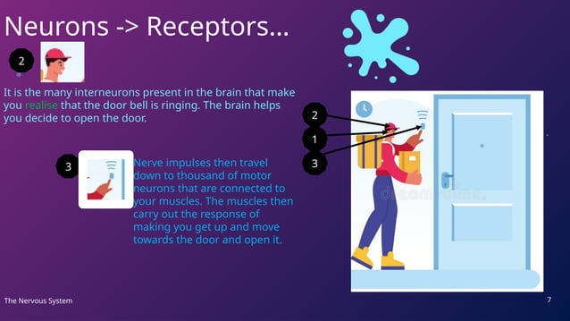 THE NERVOUS SYSTEM (school presentation) -- by deepak.pptx