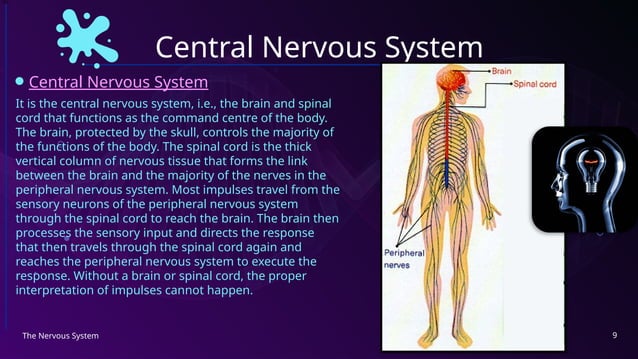THE NERVOUS SYSTEM (school presentation) -- by deepak.pptx