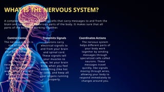 The Nervous Systems Education Presentation Blue Animated Style.pptx
