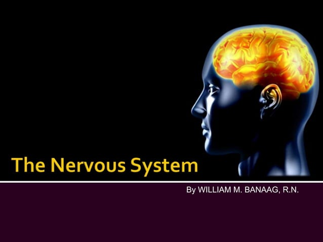 The Nervous System (Slide Show) | PPSX