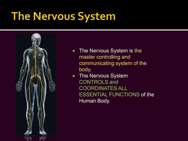 The Nervous System (Slide Show) | PPSX
