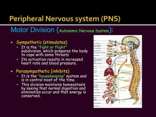 The Nervous System (Slide Show) | PPSX